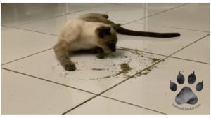 Do Siamese Cats Like Catnip? A Siamese Cat Guide
