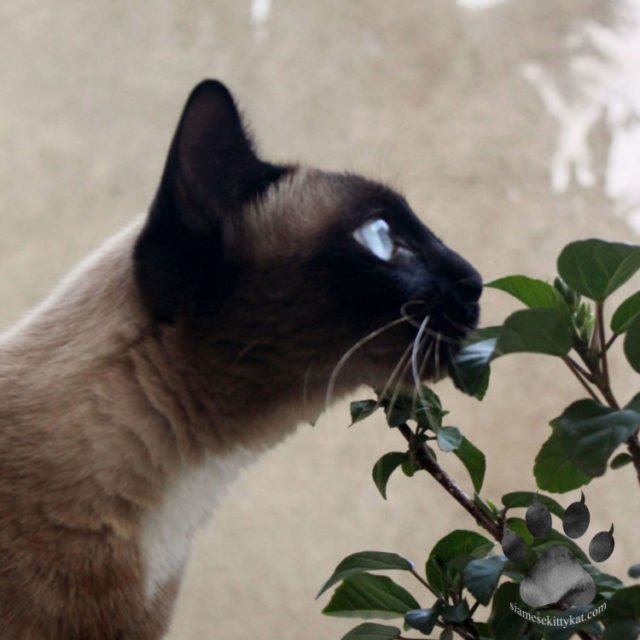 Do Siamese Cats Like Catnip? A Siamese Cat Guide