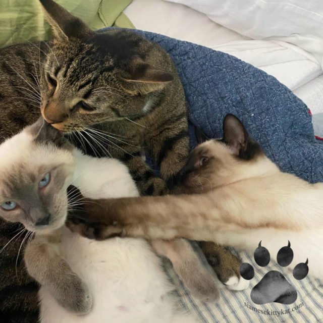 Can Siamese Cats Have Stripes? Learn the Facts!