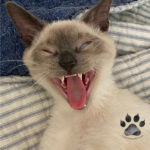 Do Siamese Cats Meow Differently? A Unique Guide
