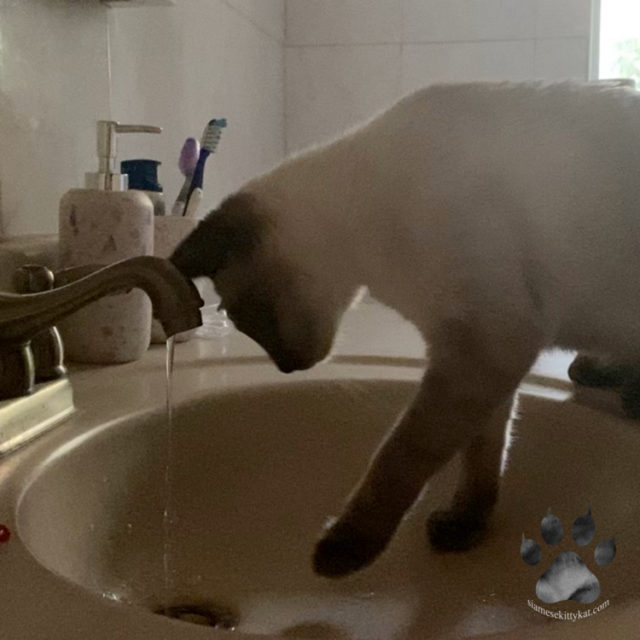 Do Siamese Cats Like Water? Find Out Here!
