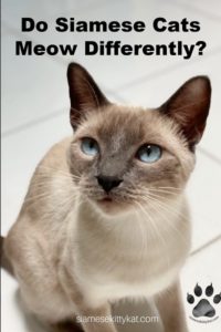 Do Siamese Cats Meow Differently? A Unique Guide