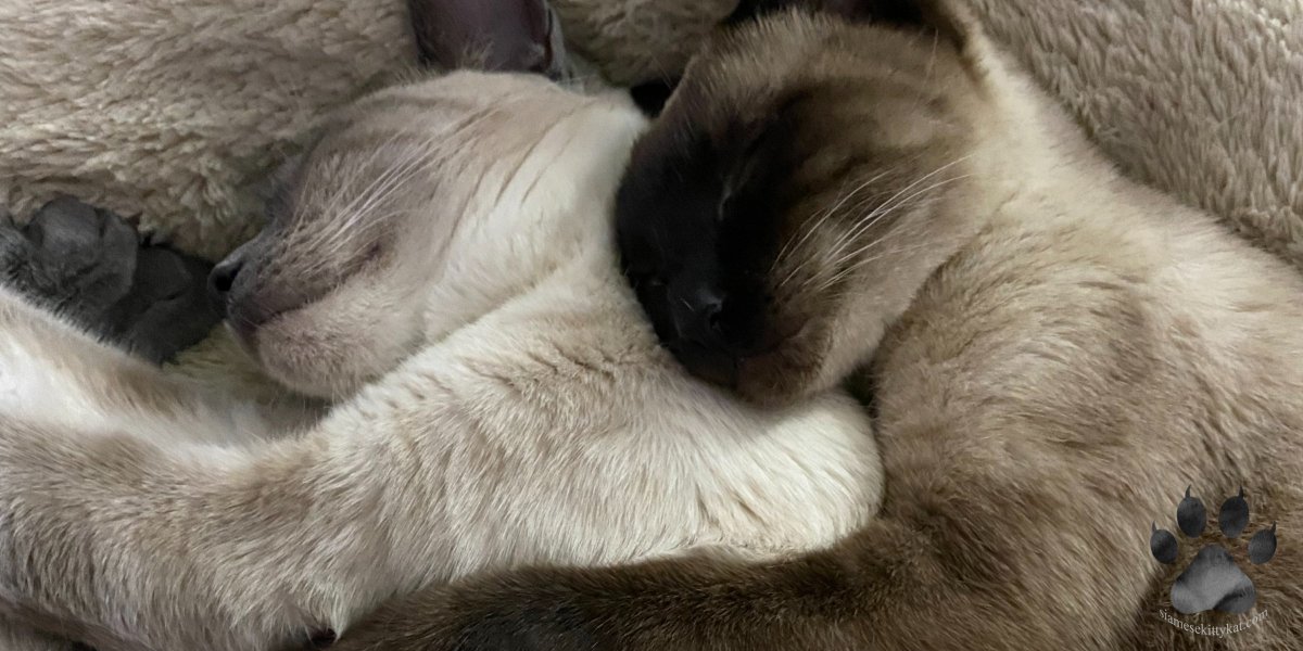 Siamese Cat Personality: A Detailed Exploration