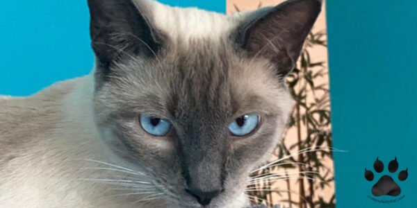 Siamese Cat Personality: A Detailed Exploration