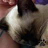 Why Are Siamese Cats So Crazy? Understanding Them