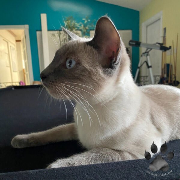 Why Are Siamese Cats So Crazy? Understanding Them