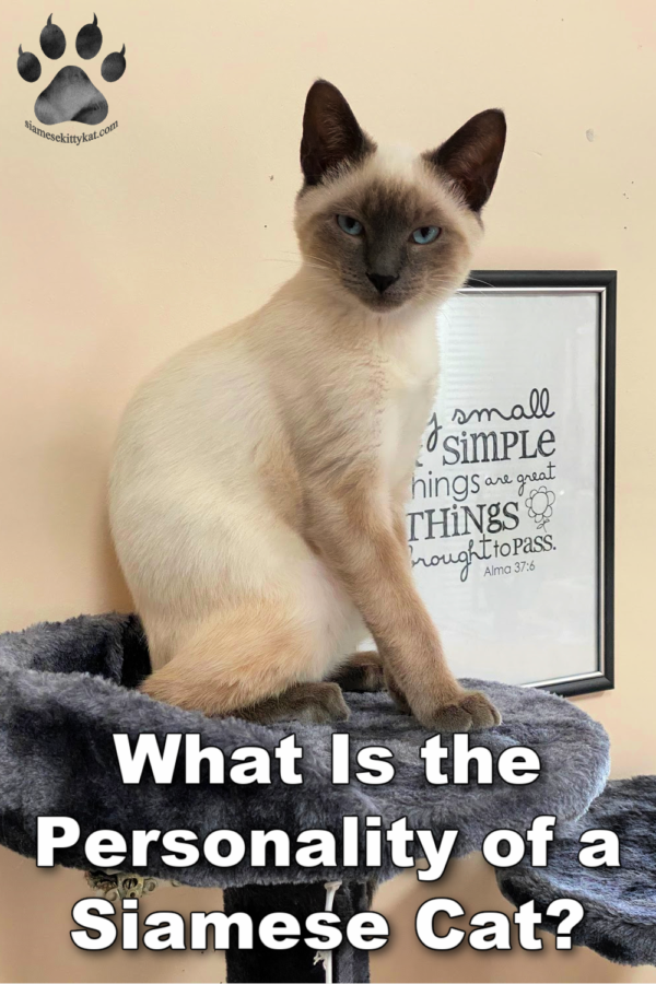 Siamese Cat Personality: A Detailed Exploration
