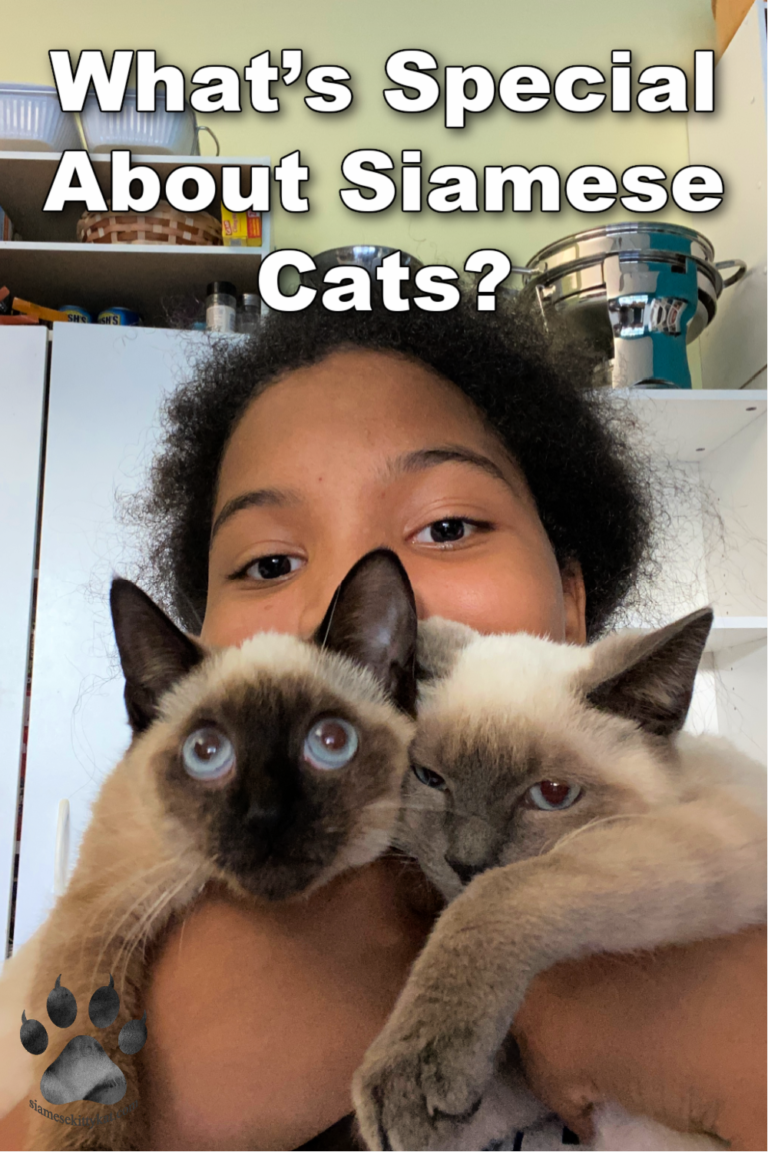 Special Traits of Siamese Cats: A Guide