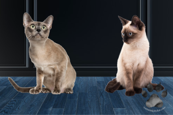 Comparing Siamese and Tonkinese Cats: 3 Differences