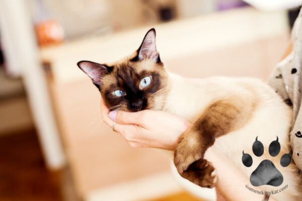 Siamese Cats Attention A New Owner s Guide