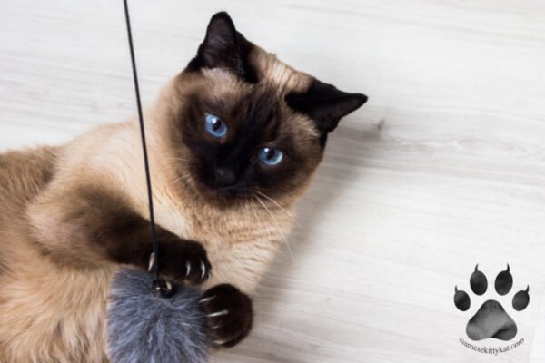 Top 11 Toys for Siamese Kittens: Ultimate Guide