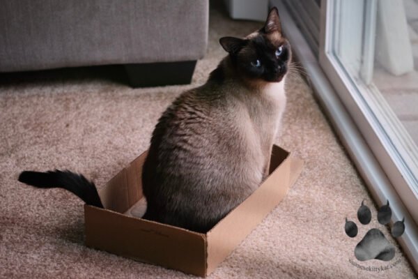Why Is Your Siamese Cat Peeing Everywhere? 9 Causes