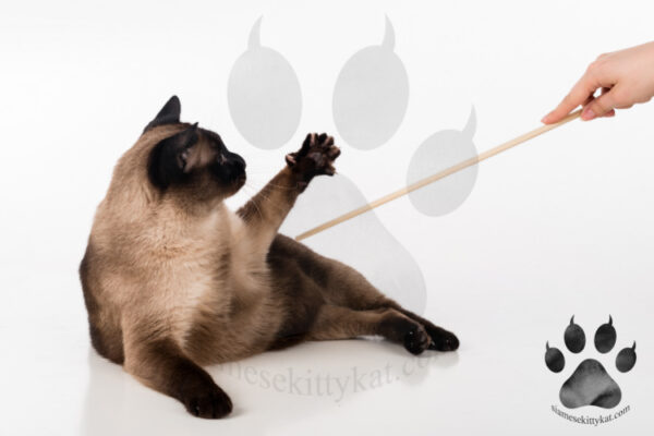 Siamese Cats: Can They Retract Their Claws? A Guide