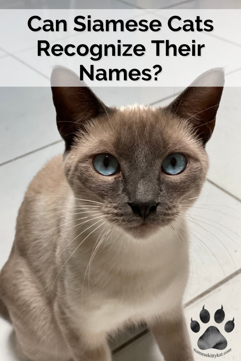 Siamese Cats & Their Names: Can They Recognize Them?
