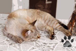 Can Siamese Cats Have Stripes? Learn the Facts!