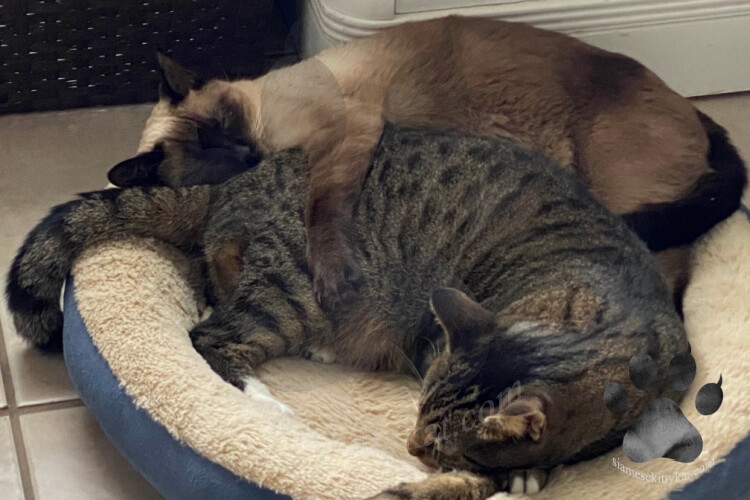 What is a Siamese Mix Cat? 9 Ways to Tell Your Cat is Part Siamese ...