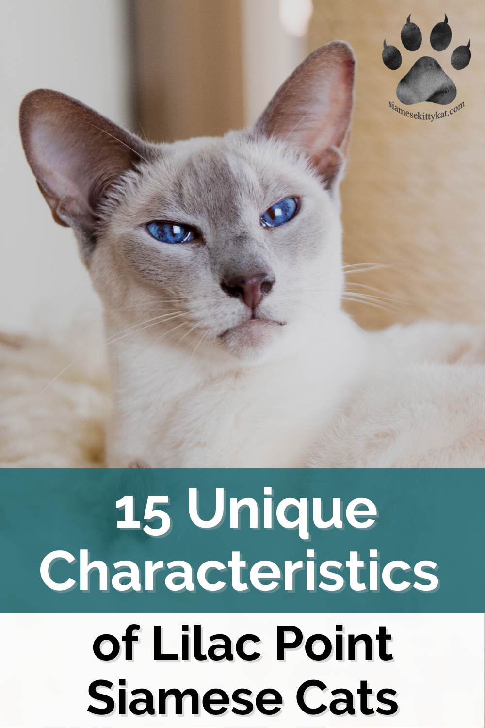 Lilac Point Siamese Cats: 15 Unique Characteristics