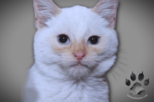 Flame Point Siamese Cat Traits: A Comprehensive Guide