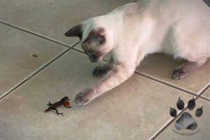 Siamese Cats and Mice: Do They Chase? | Learn Now