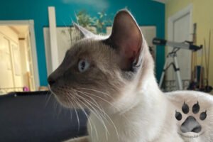 Siamese Cats Hearing Ability: A Detailed Insight