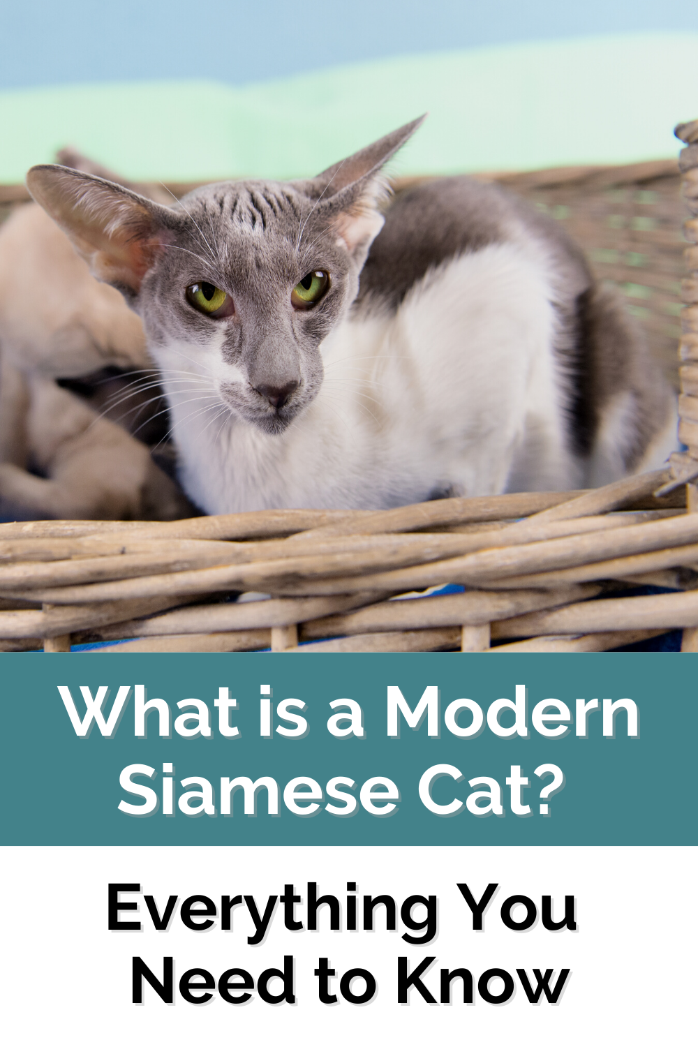 Modern Siamese Cat: Everything You Need to Know"