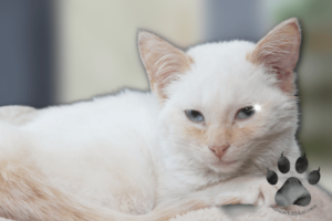 Flame Point Siamese Cats: Rarity & 19 Special Characteristics