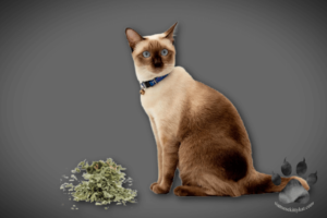 Finding the Best Catnip for Siamese Cats