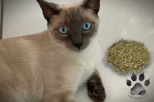 Finding the Best Catnip for Siamese Cats