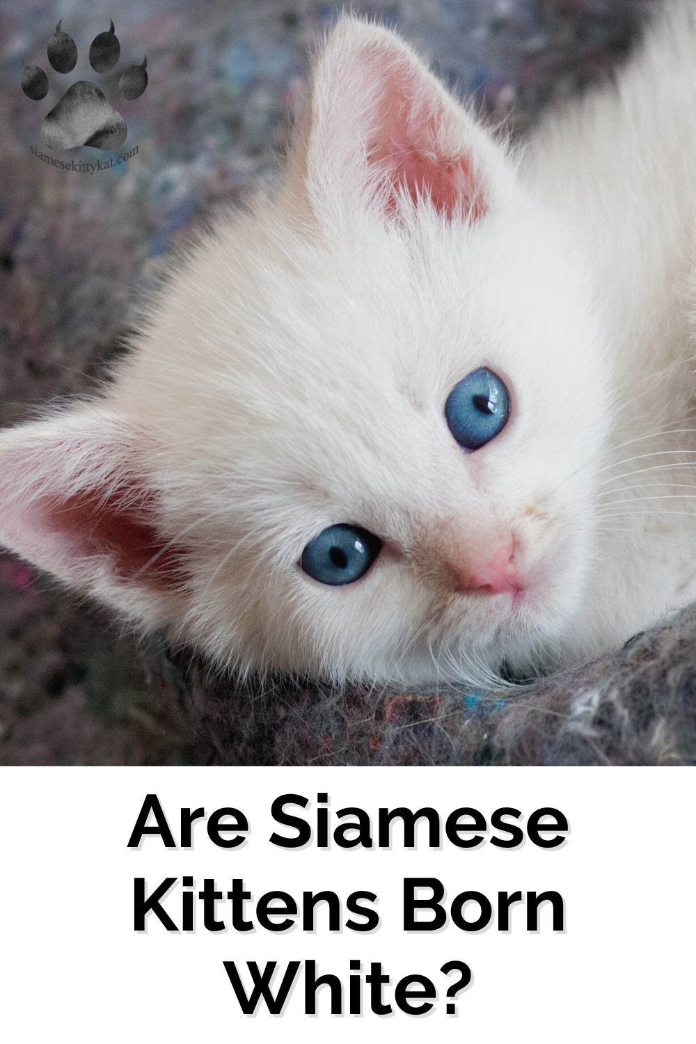 Are Siamese Kittens Born White? Understanding Their Birth Color
