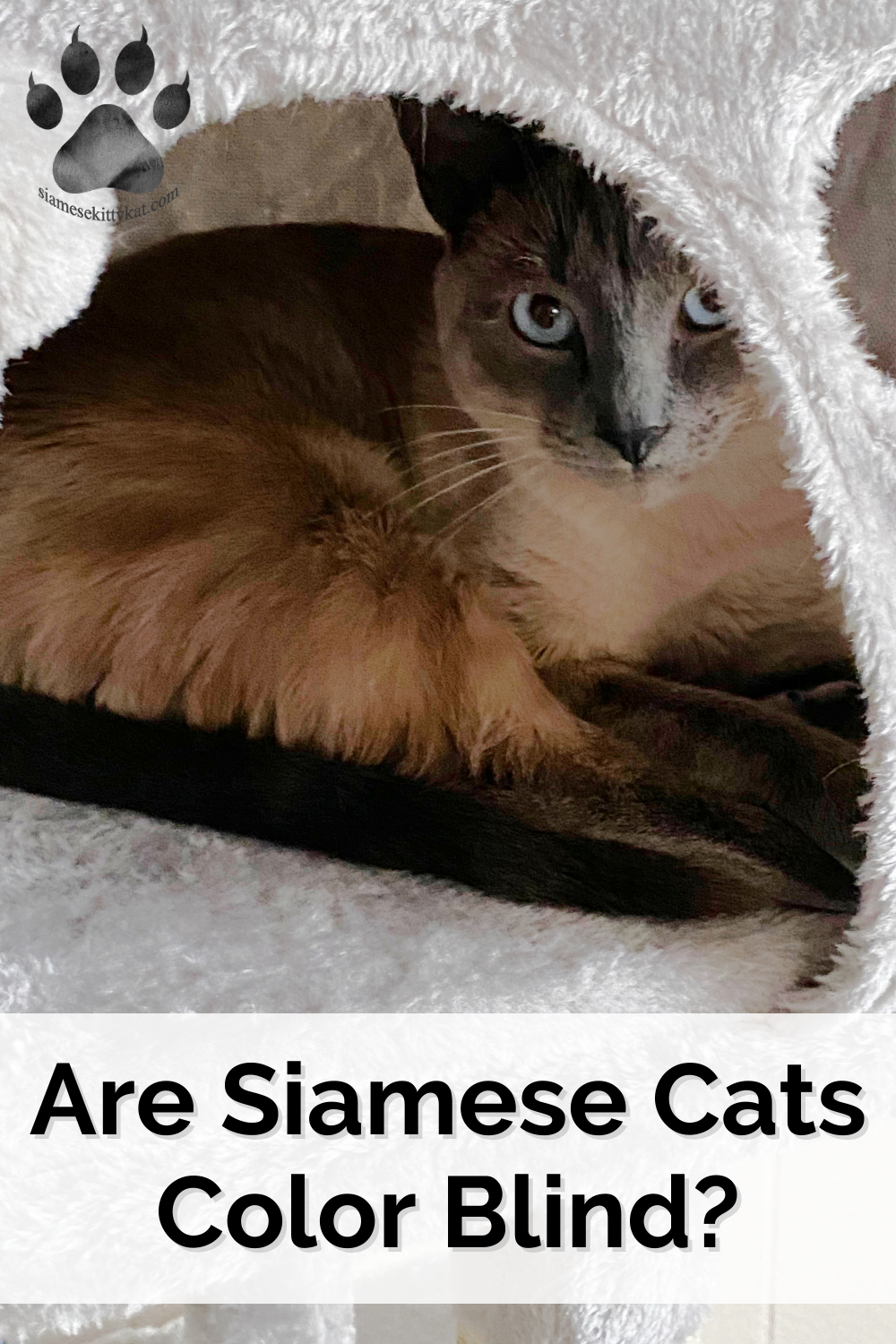 Siamese Cats and Color Blindness: Facts and Myths