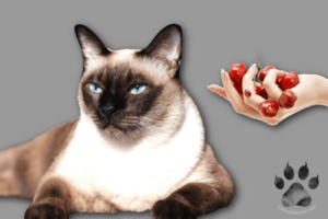 Fruit List for Siamese Cats: What's Safe, What's Not?