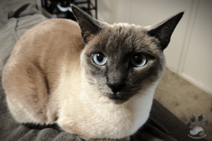 Spotlight on Blue Point Siamese Cats: Unique Appearance Revealed