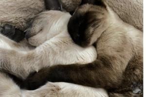 Do Siamese Cats Have Feelings? Your Questions Answered