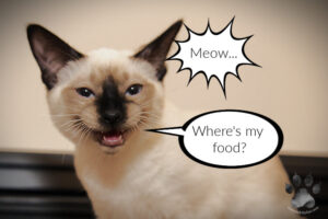 Understanding Siamese Cat Sounds and Their Meanings