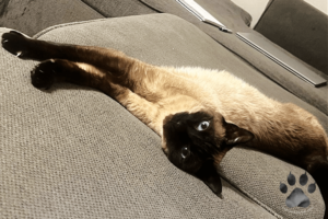 Siamese Cat Rescue, Adoption, and Fostering