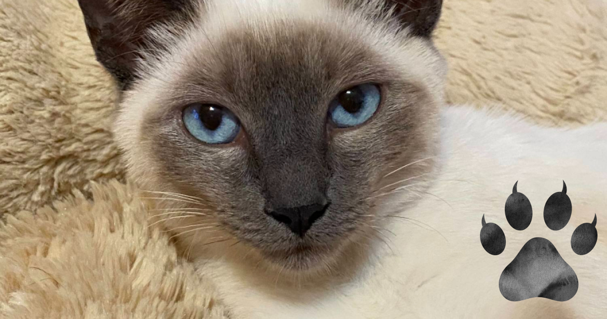 Cat Fur Signs: Siamese Cat’s Coat & Health