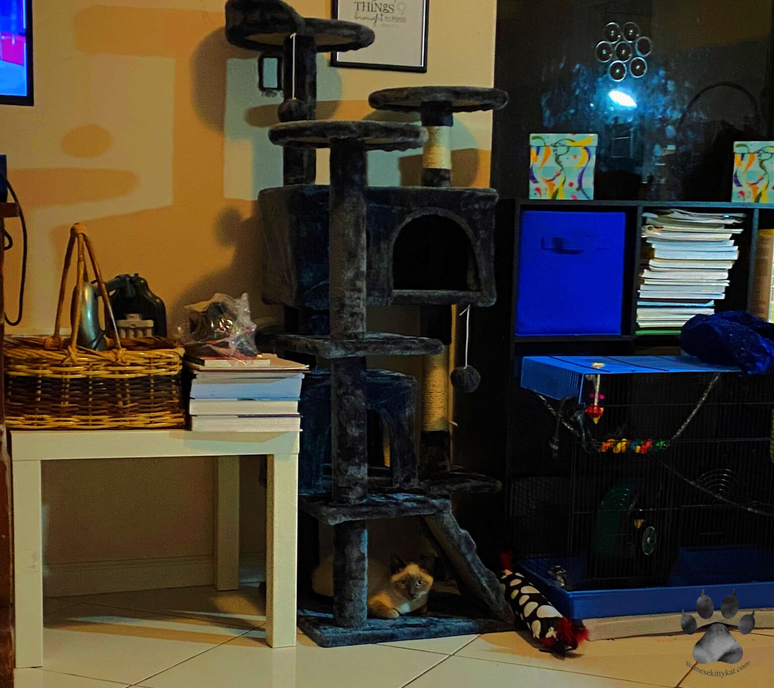 Best Scratching Post for Siamese Cats: Reviews