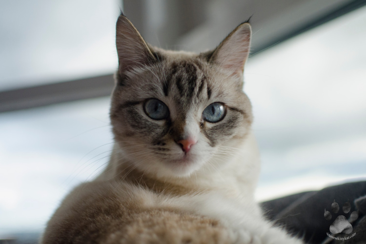 Siamese Tabby Cat Mix: Appearance, Personality & Care Tips